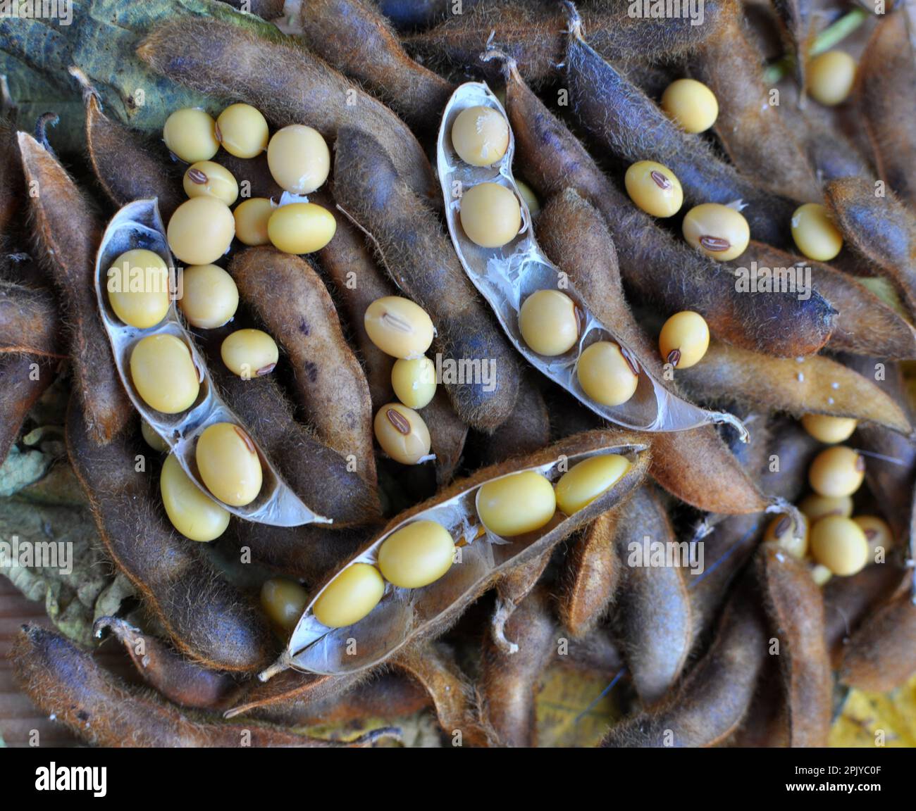 Soya open pod beans hi-res stock photography and images - Alamy
