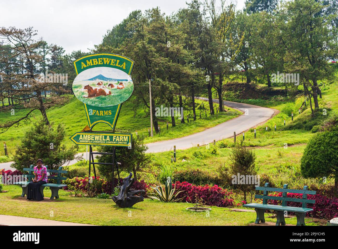 Ambewela hi-res stock photography and images - Alamy