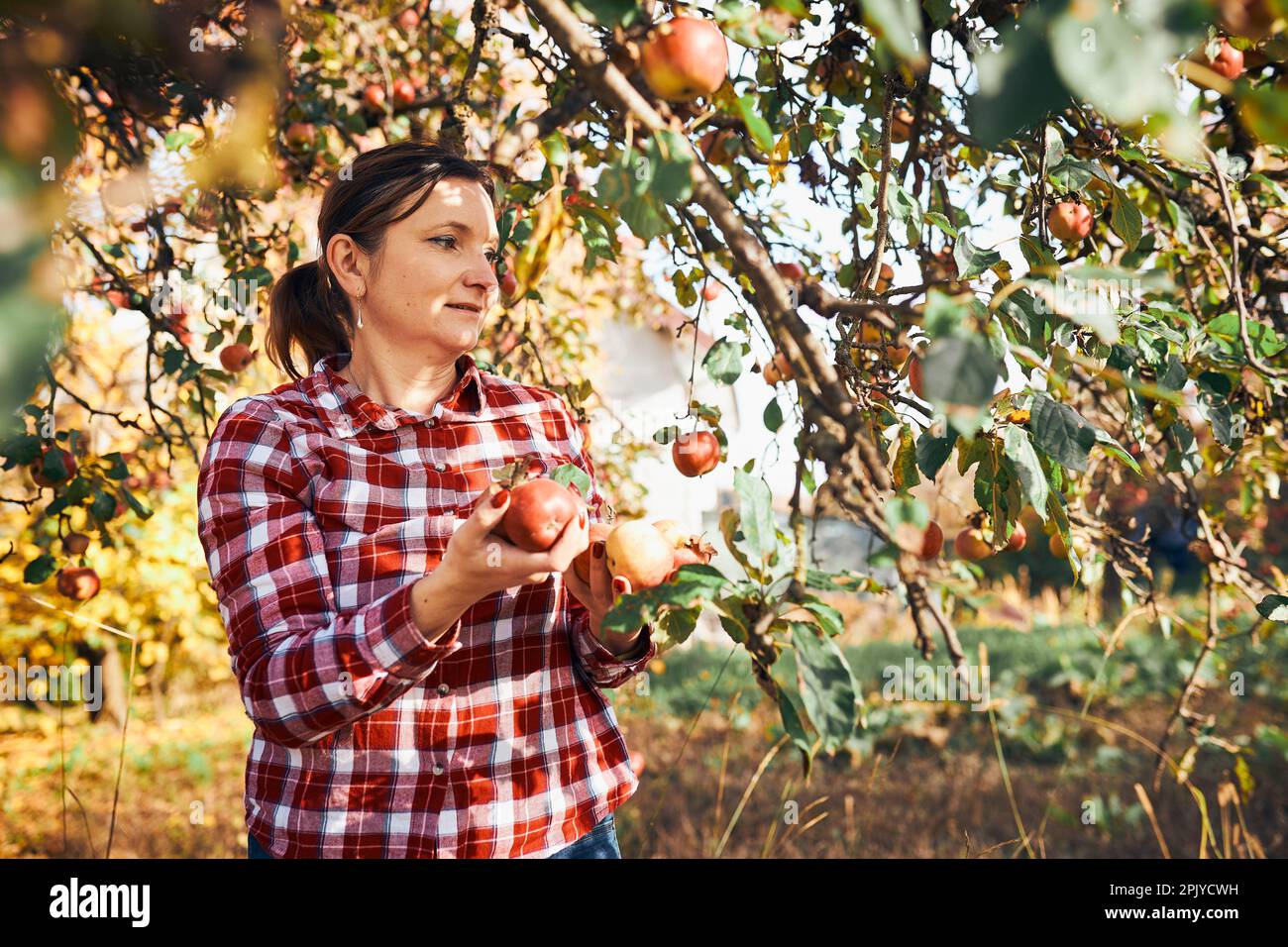 Woman picking ripe apples on farm. Farmer grabbing apples from tree in ...