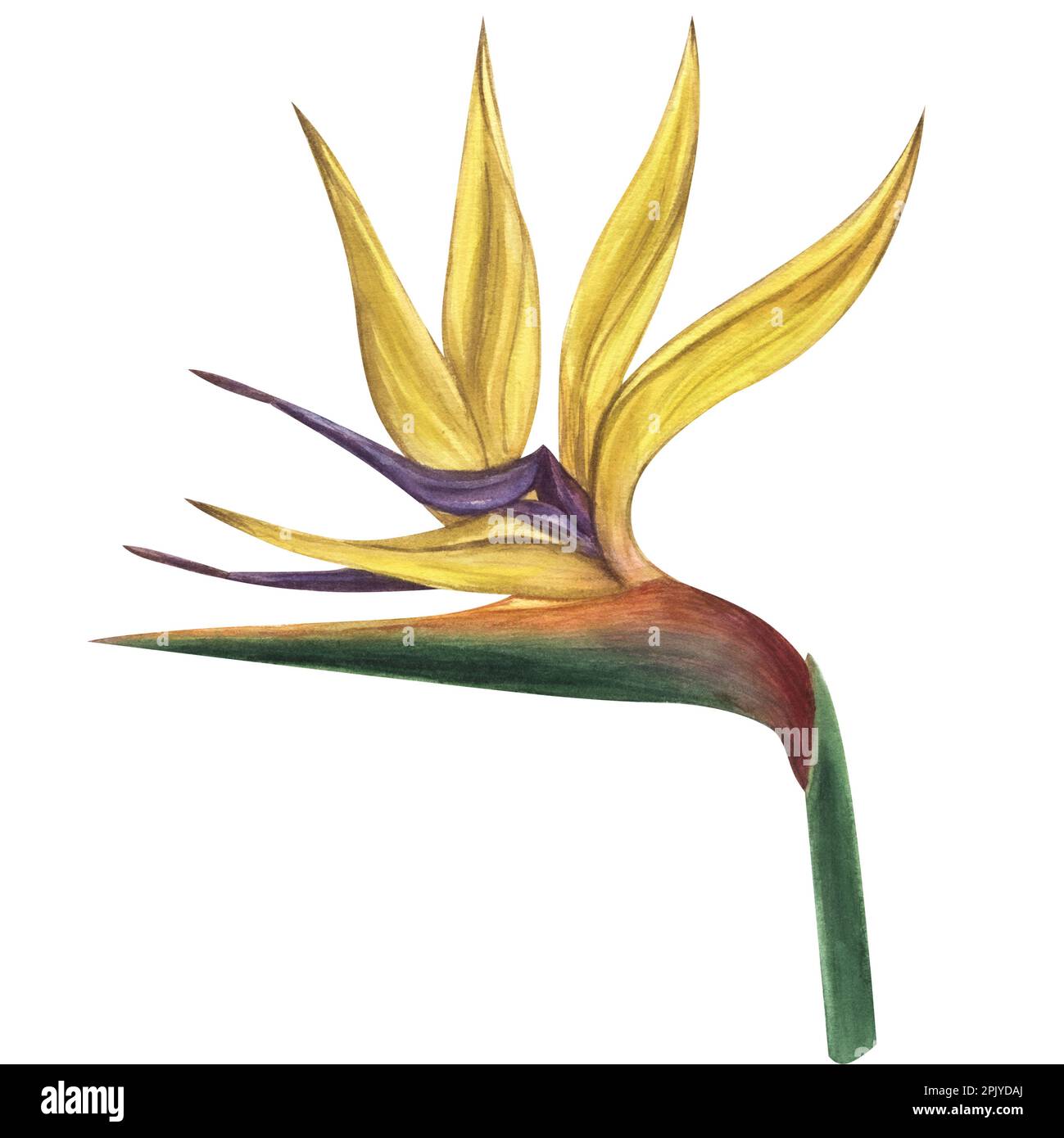 Yellow violet strelitzia flower, bird of paradise. Botanical ...