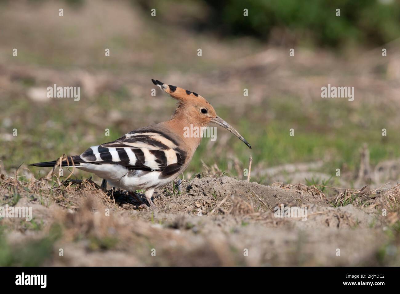 Birds hoopoe upupa epops hi-res stock photography and images - Alamy