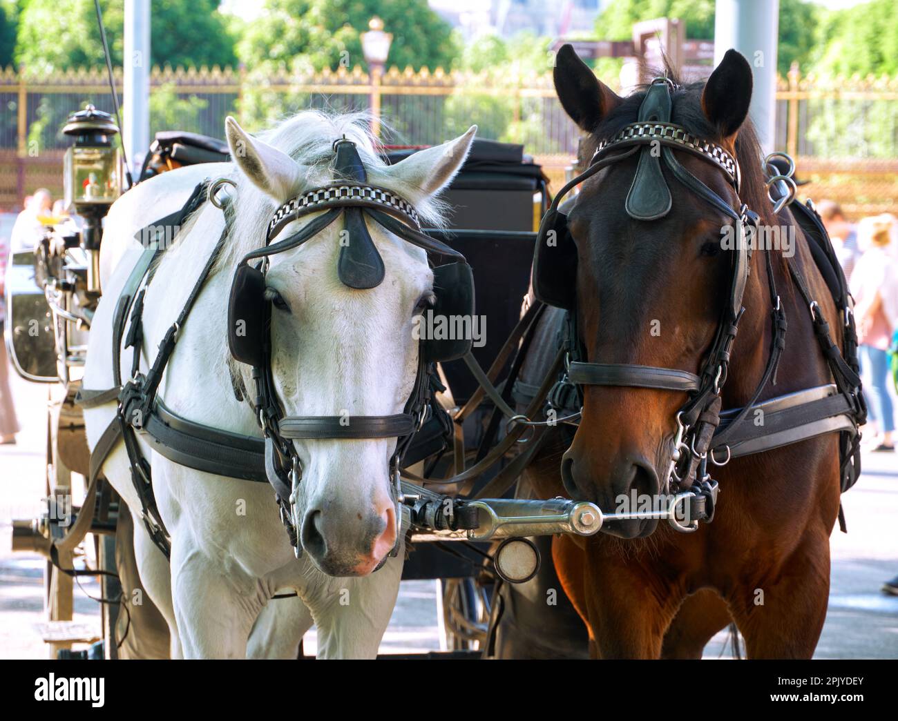 A horse team of two horses harnessed to a carriage in the center of the ...