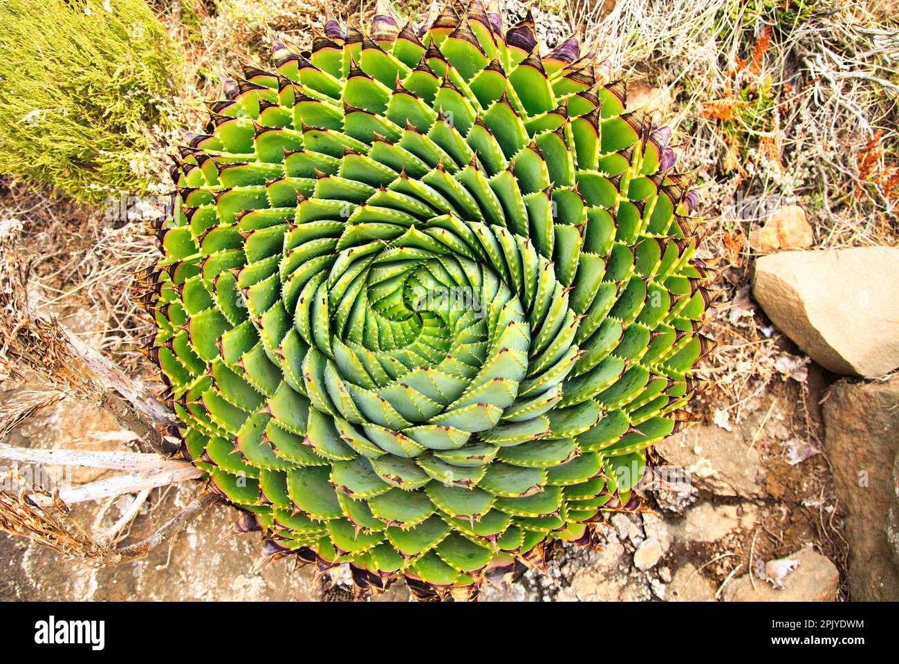 Spiral Aloe Aloe polyphylla the national plant of Lesotho Stock Photo ...