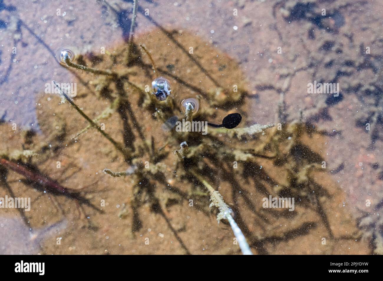 Small tadpoles swimming in shallow water Stock Photo - Alamy