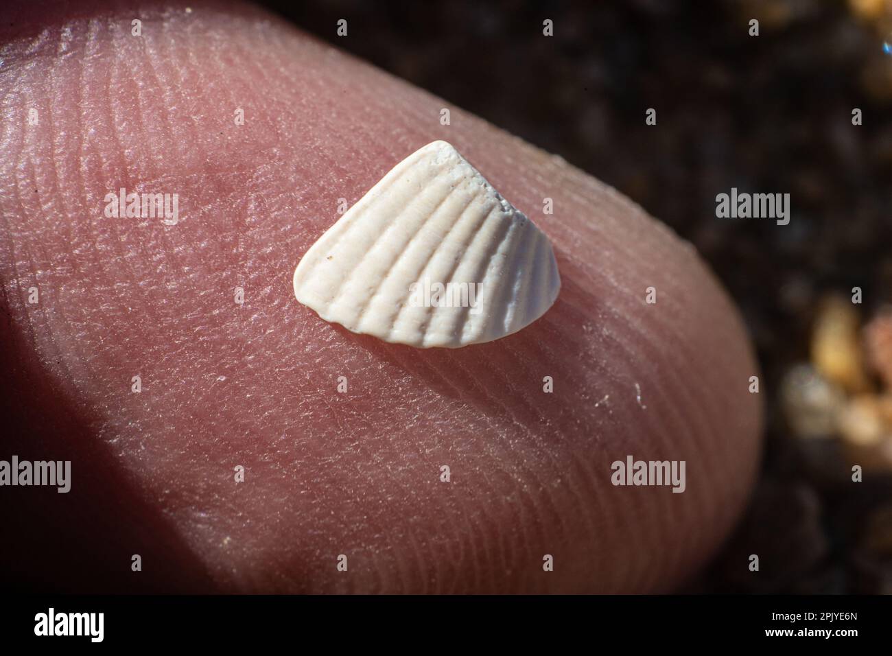 Seashell fragment hi-res stock photography and images - Alamy