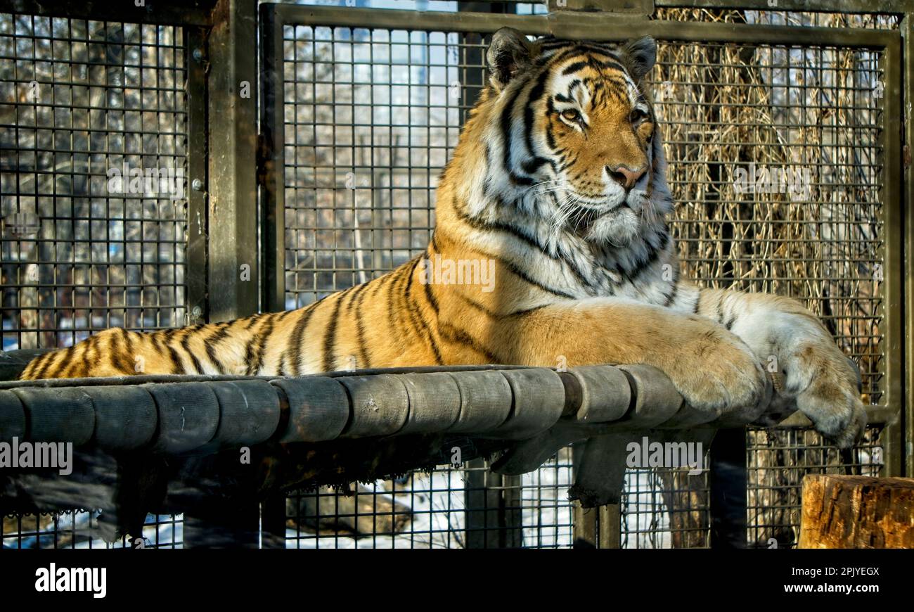 Amur Tiger Calgary Zoo Alberta Stock Photo - Alamy