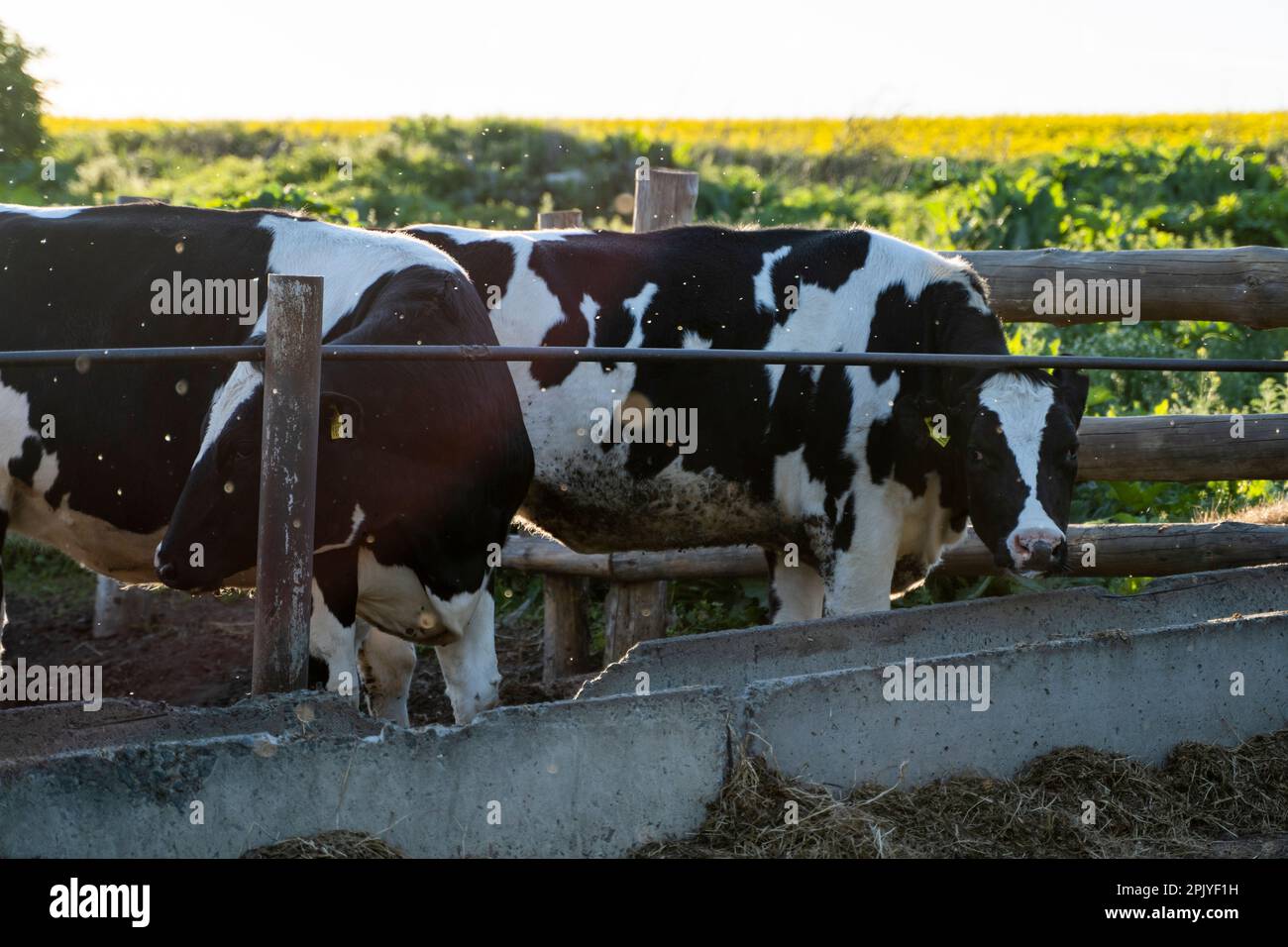 Farming, animal husbandry concept. Cows in a farm. Dairy cows eats fresh hay. Outdoor farm ...