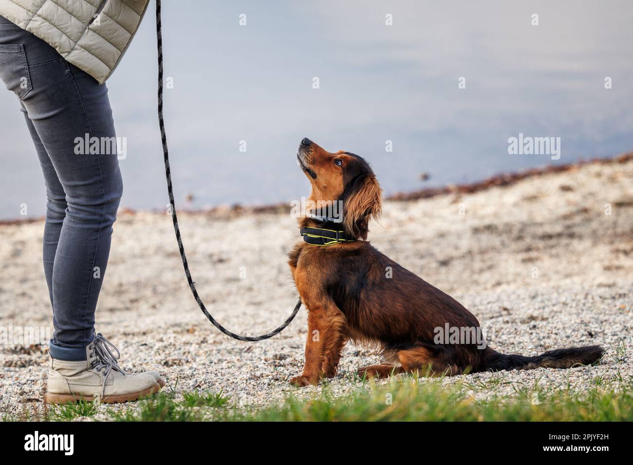 Animal trainer doing obedience training of small dog outdoors. Cute ...