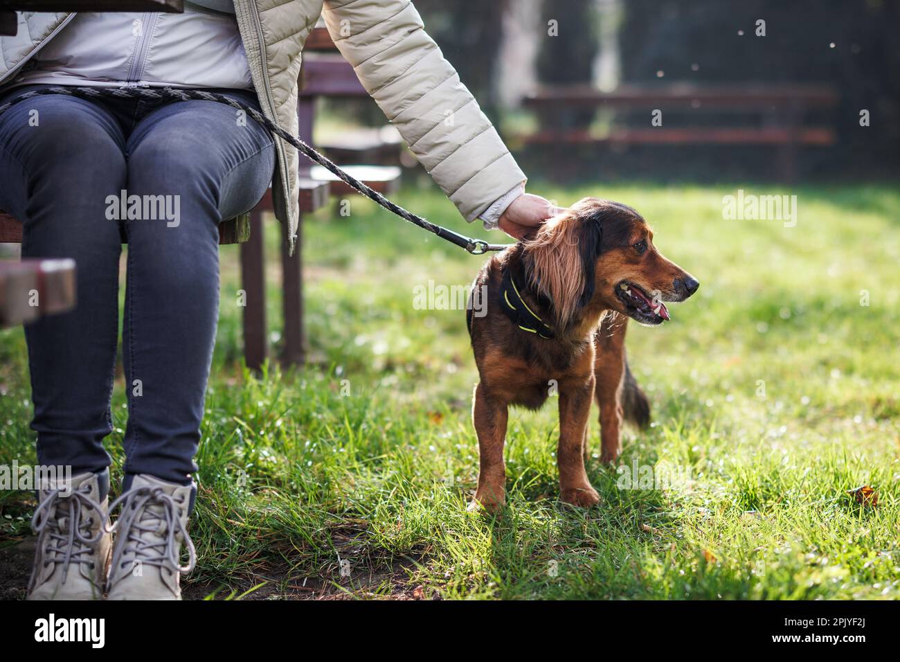 Pet owner with her dog resting in outdoor restaurant. Relaxation with ...