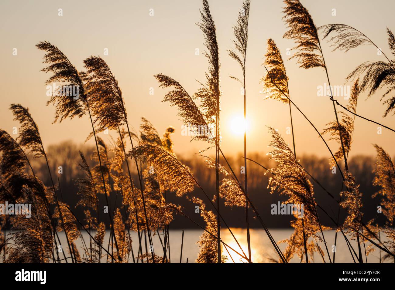 Reeds at lake. Golden sky during sunset. Tranquility in nature ...
