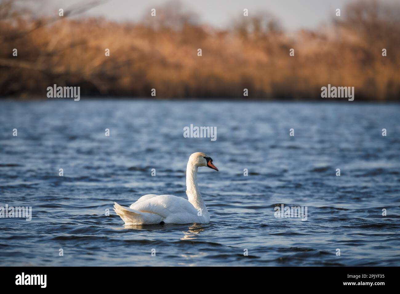 Bird of lake habitat hi-res stock photography and images - Alamy