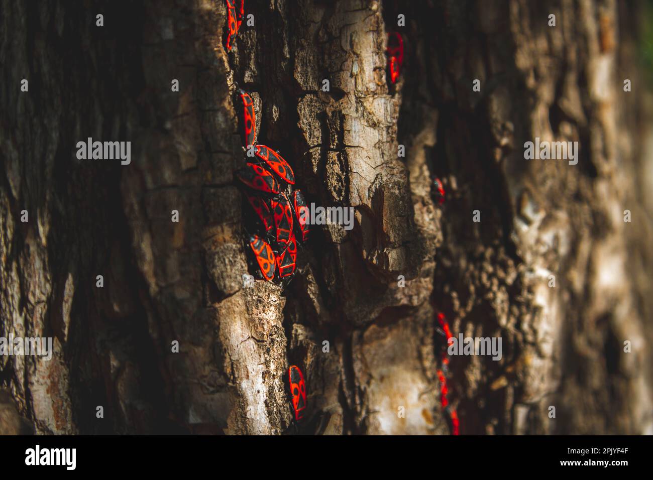 Red bug. Accumulation of soldier bugs. Red beetles in sun. Flock of ...