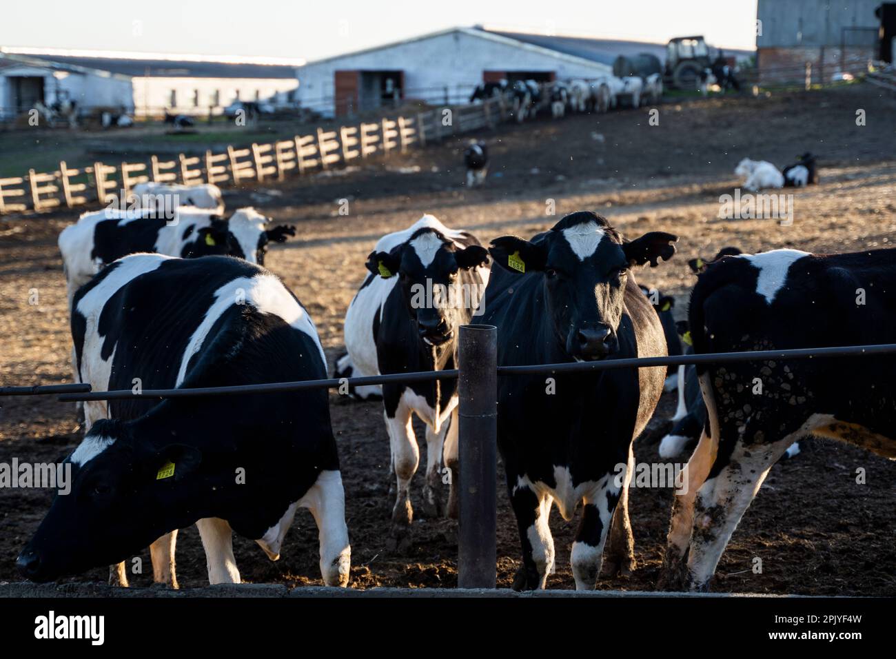 Milk cows in a pen on a farm. Livestock concept. Dairy farm, cattle, feeding cows on farm Stock ...