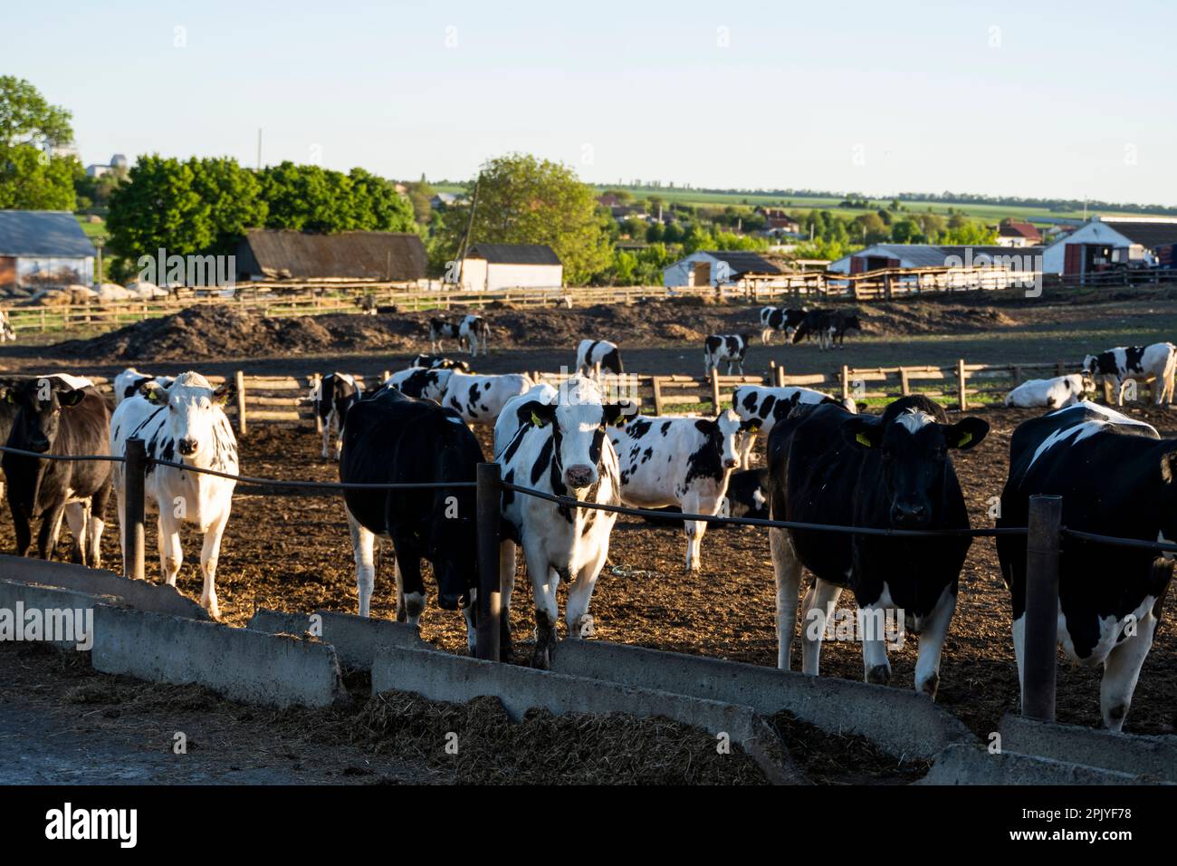 Dairy cows eating grass, hay and silage on a farm in a sunset ...