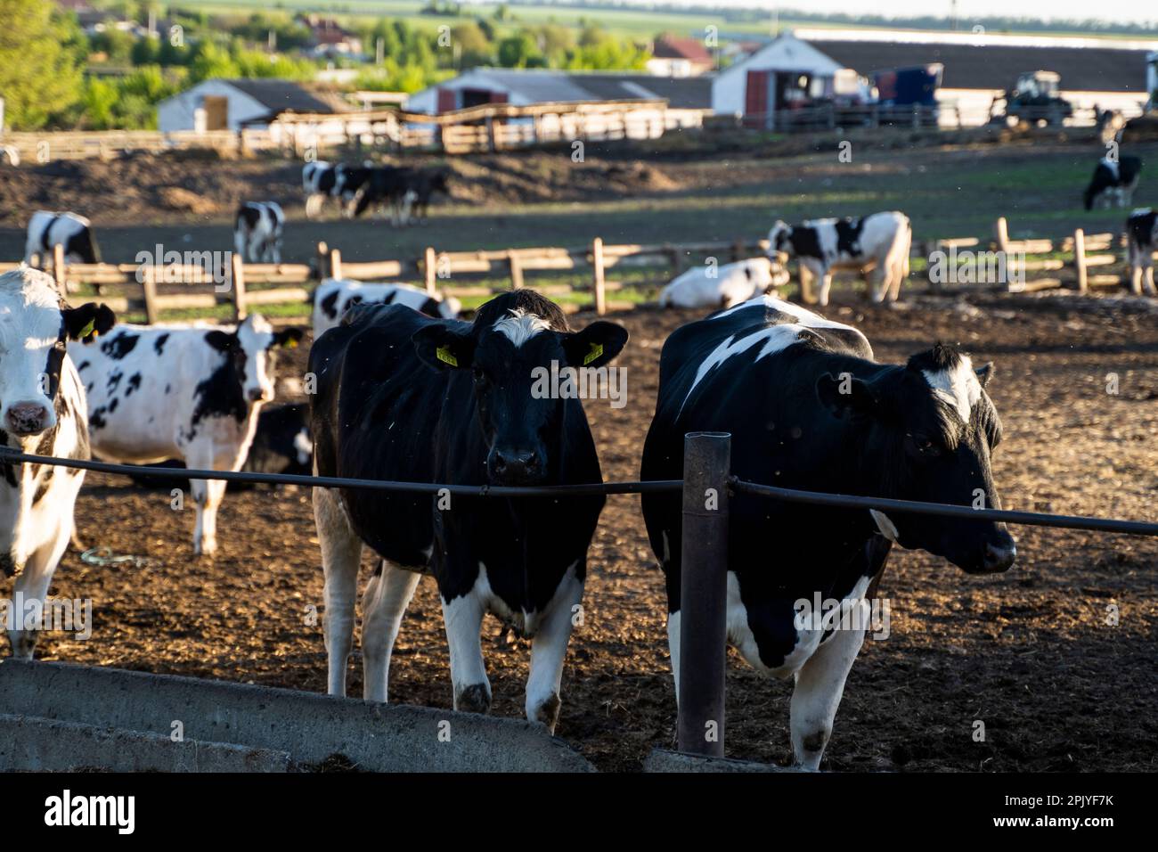 Dairy cows eating grass, hay and silage on a farm in a sunset. Agriculture, farming. Livestock ...