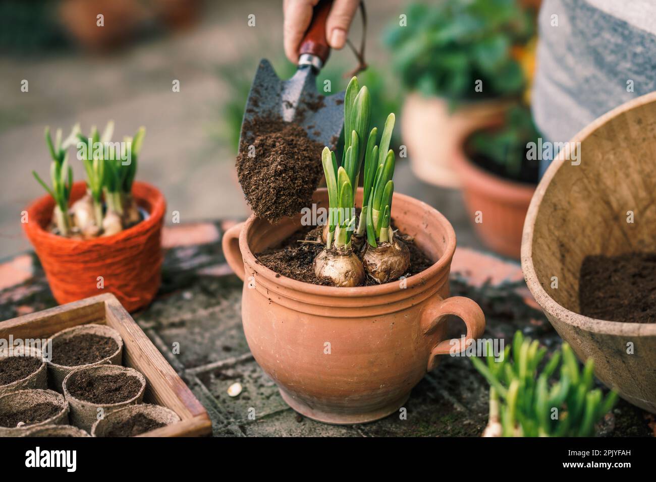 Planting daffodil plant bulb into flower pot. Spring gardening Stock ...