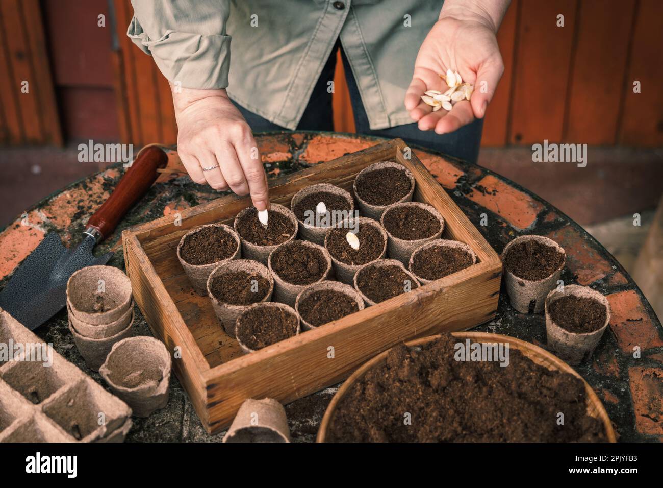 Planting pumpkin seeds for germination into biodegradable peat pots ...