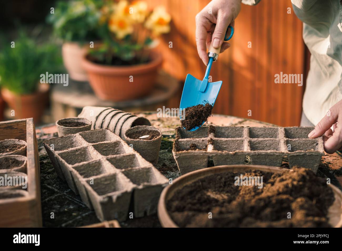 Farmer putting peat and compost into biodegradable paper seedling tray ...