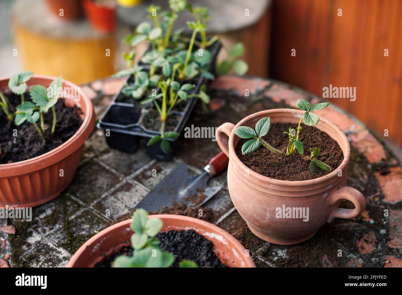 Potted strawberry plant in flower pot. Planting berry fruit seedling at ...