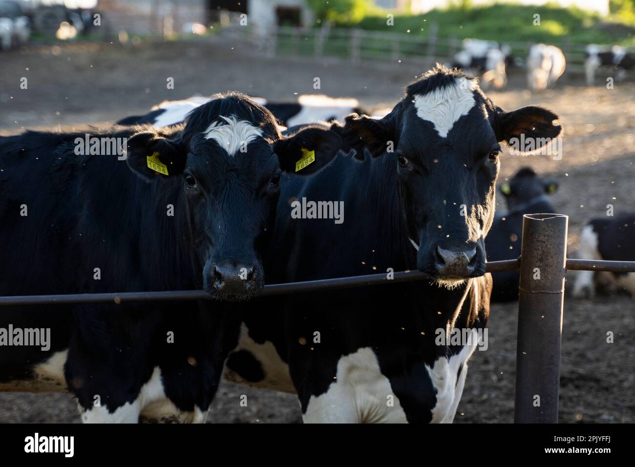 Milk cows in a pen on a farm. Livestock concept. Dairy farm, cattle, feeding cows on farm Stock ...
