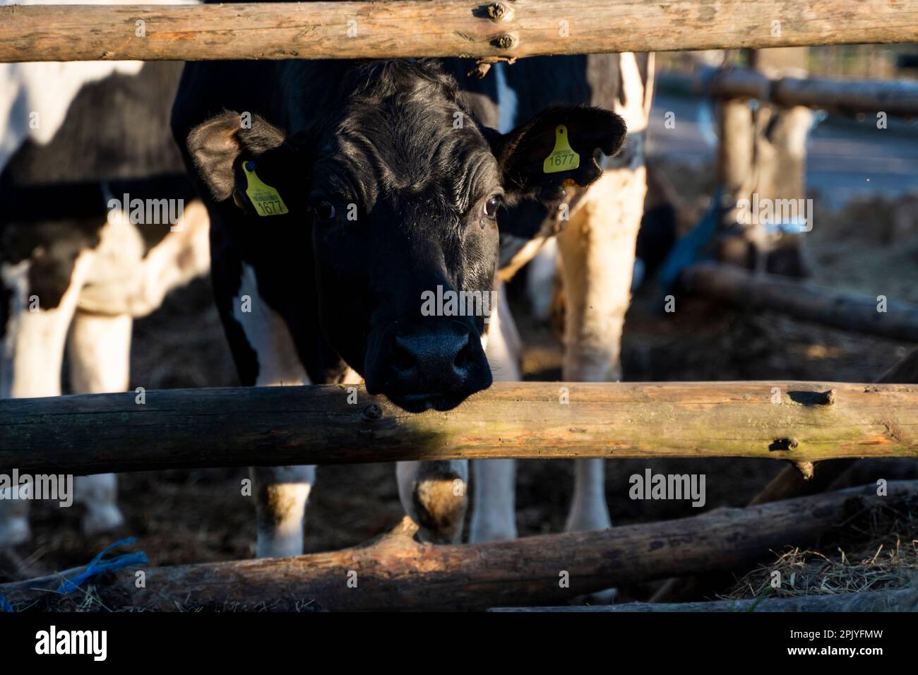 Milk cows in a pen on a farm. Livestock concept. Dairy farm, cattle, feeding cows on farm Stock ...