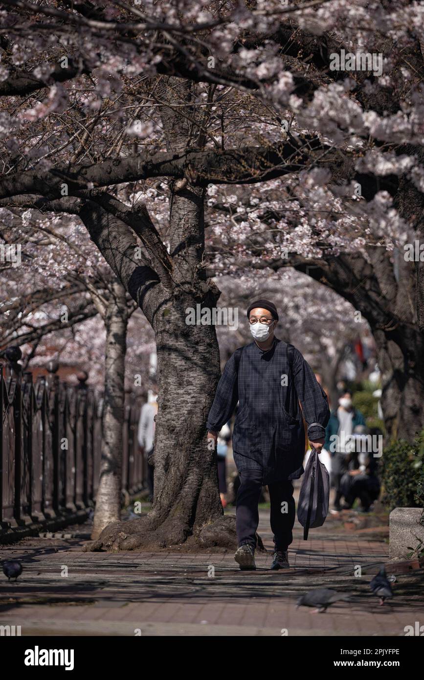 Man Walks Underneath Blooming Sakura Trees Next To Ooka River Cherry man-walks-underneath-blooming-sakura-trees-next-to-ooka-river-cherry
