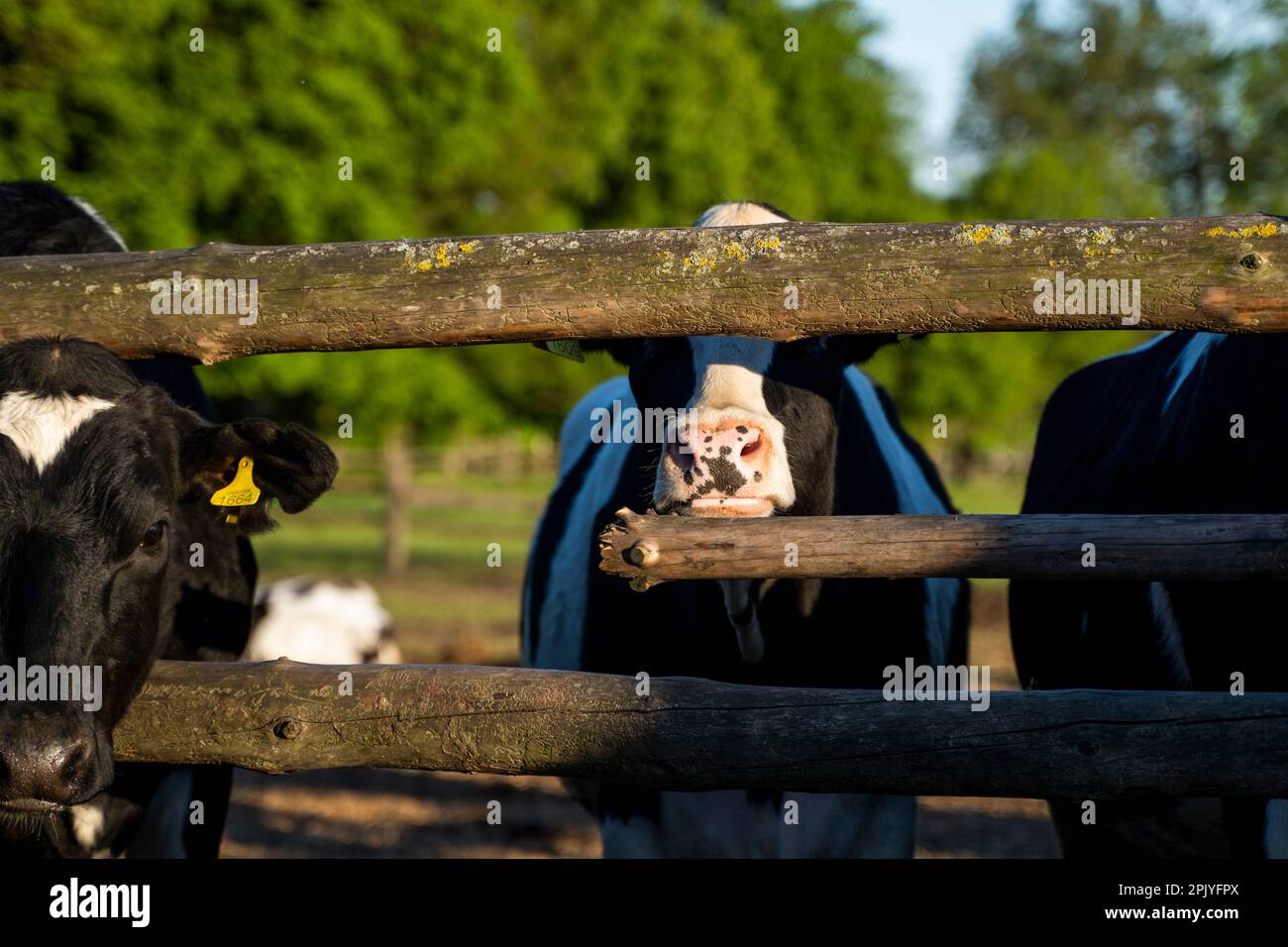 Milk cows in a pen on a farm. Livestock concept. Dairy farm, cattle, feeding cows on farm Stock ...