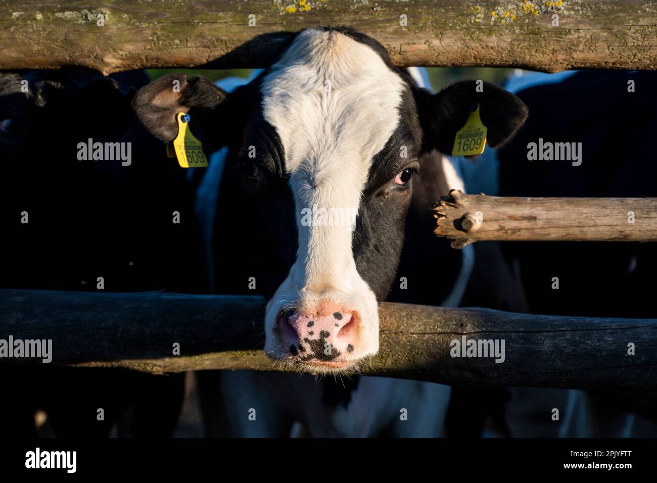 Close up milk cow in a pen on a farm. Livestock concept. Dairy farm, cattle Stock Photo - Alamy