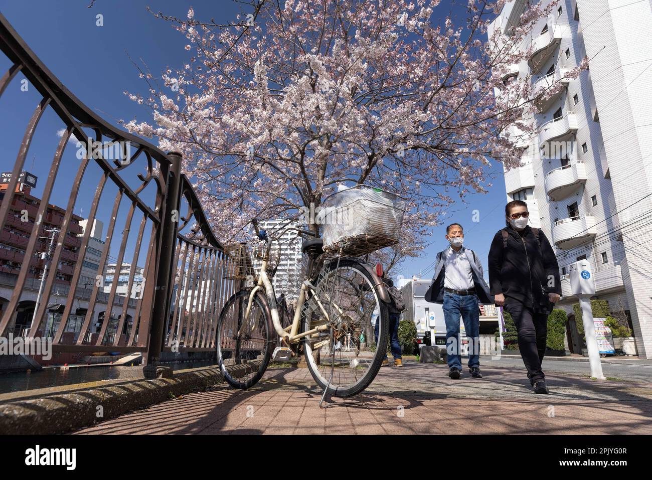 Yokohama Japan 20th Mar 2023 Pedestrians Walk Underneath Blooming Yokohama Japan 20th Mar 2023 Pedestrians Walk Underneath Blooming