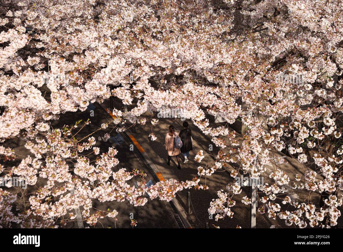 Three cherry trees of japan hi-res stock photography and images - Alamy