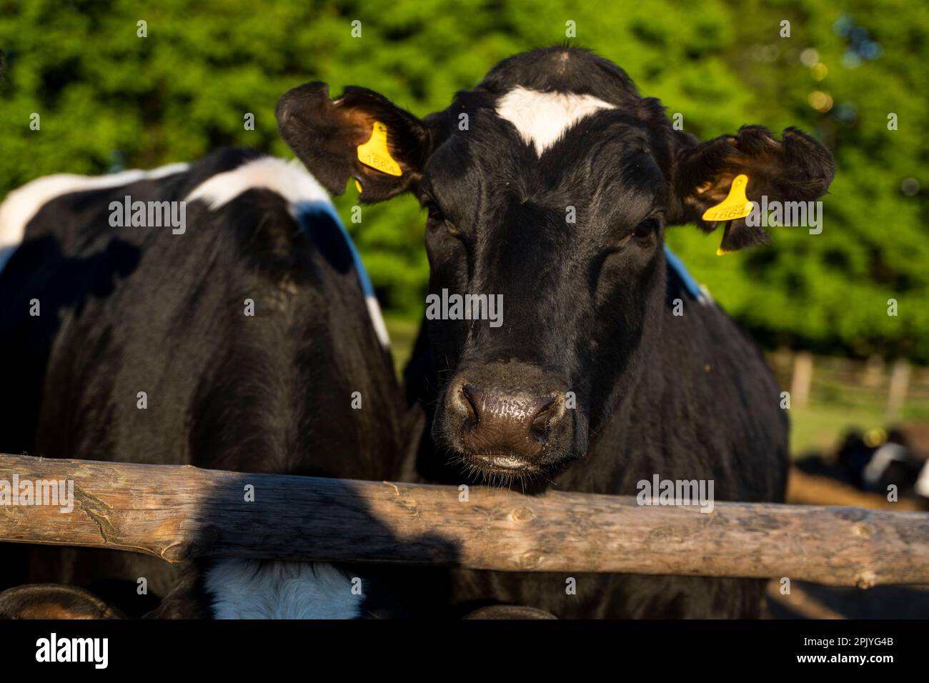 Military dairy farming hi-res stock photography and images - Alamy