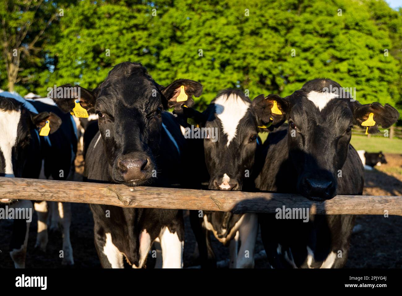 Milk cows in a pen on a farm. Livestock concept. Dairy farm, cattle, feeding cows on farm Stock ...
