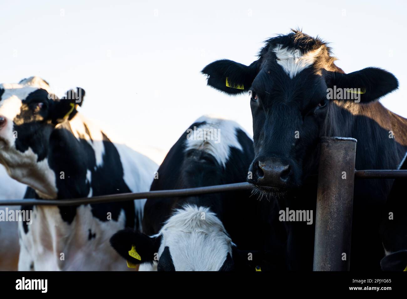 Milk cows in a pen on a farm. Livestock concept. Dairy farm, cattle, feeding cows on farm Stock ...