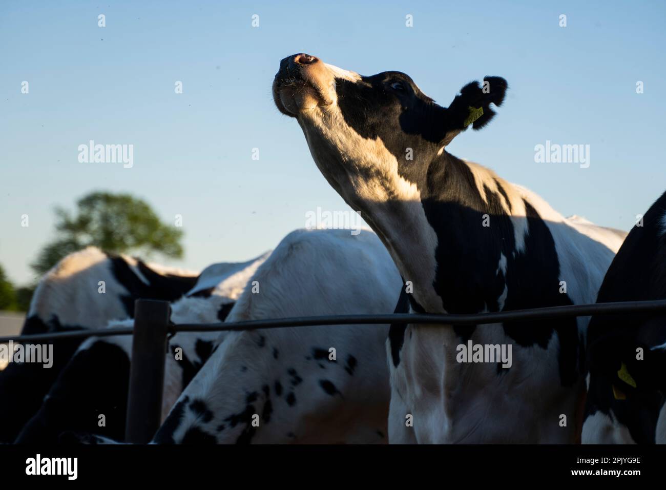 Milk cows in a pen on a farm. Livestock concept. Dairy farm, cattle, feeding cows on farm Stock ...