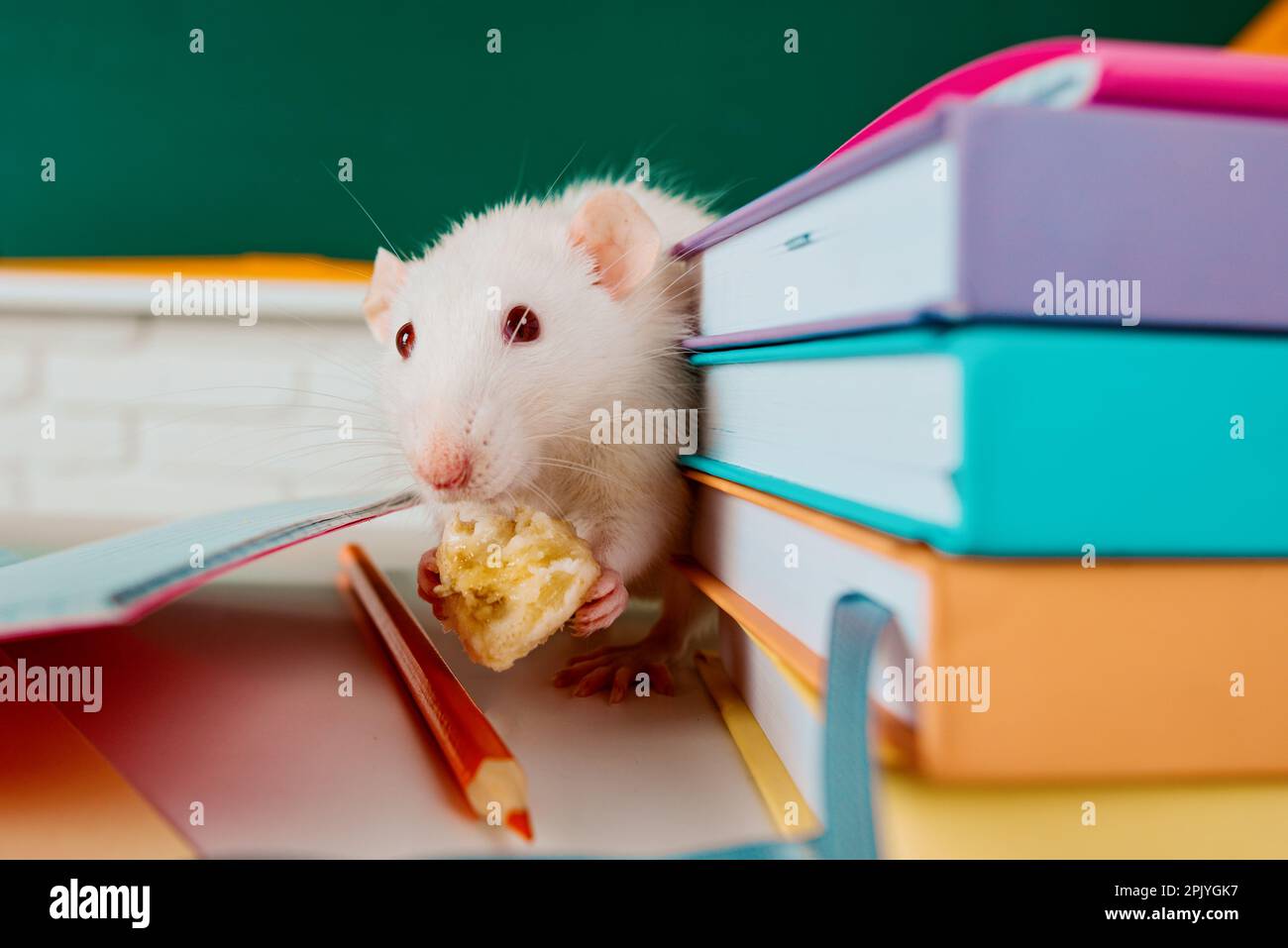 Elementary school animal group hi-res stock photography and images - Alamy