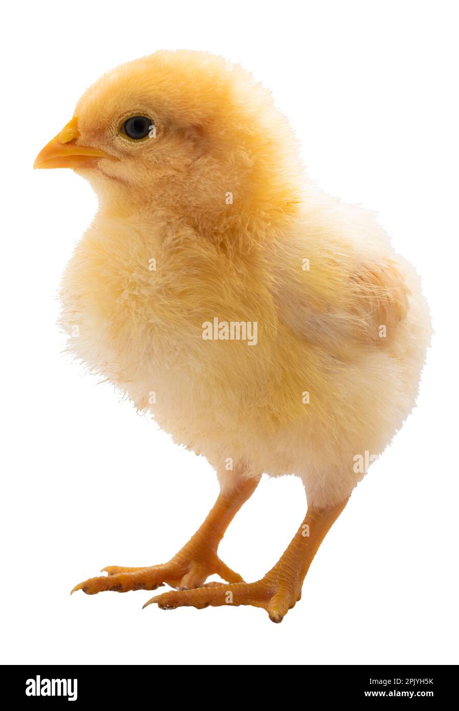 Bright buff orpington chicken chick standing and isoloated in a studio ...