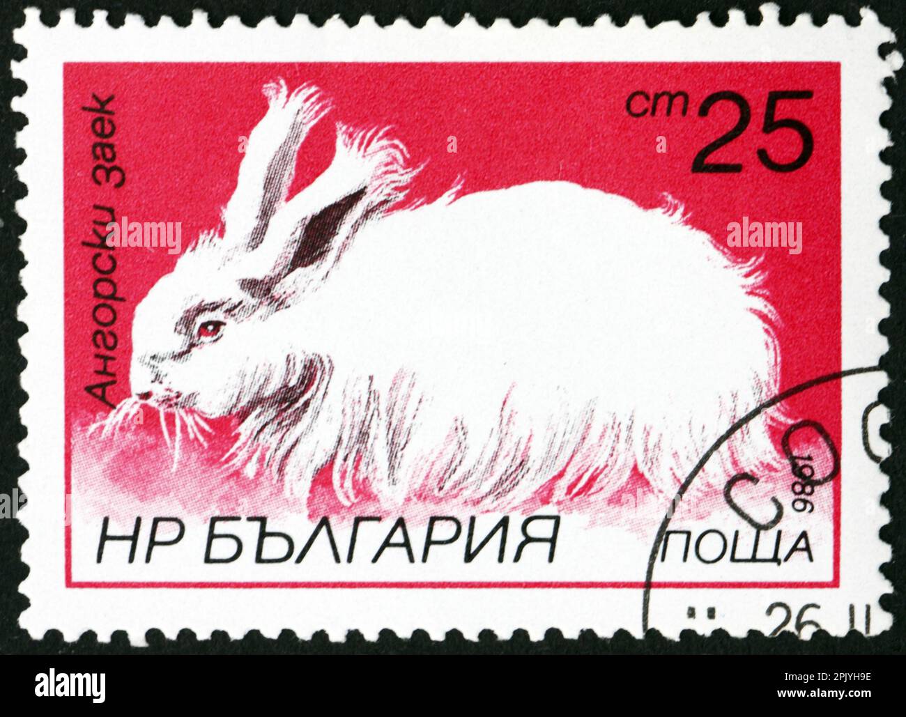 The oldest rabbit hi-res stock photography and images - Alamy