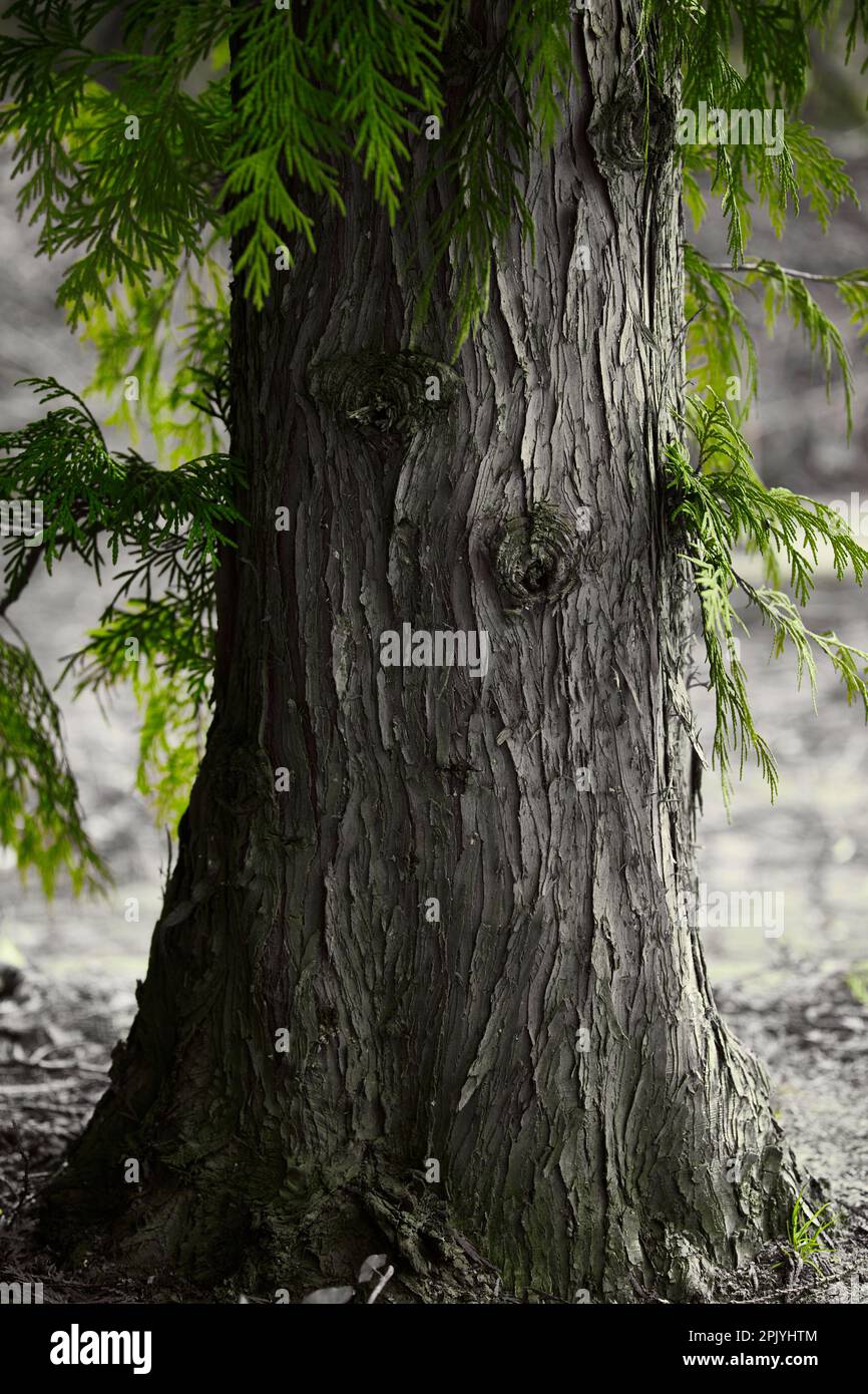 Tree trunk color splash in early spring Stock Photo - Alamy
