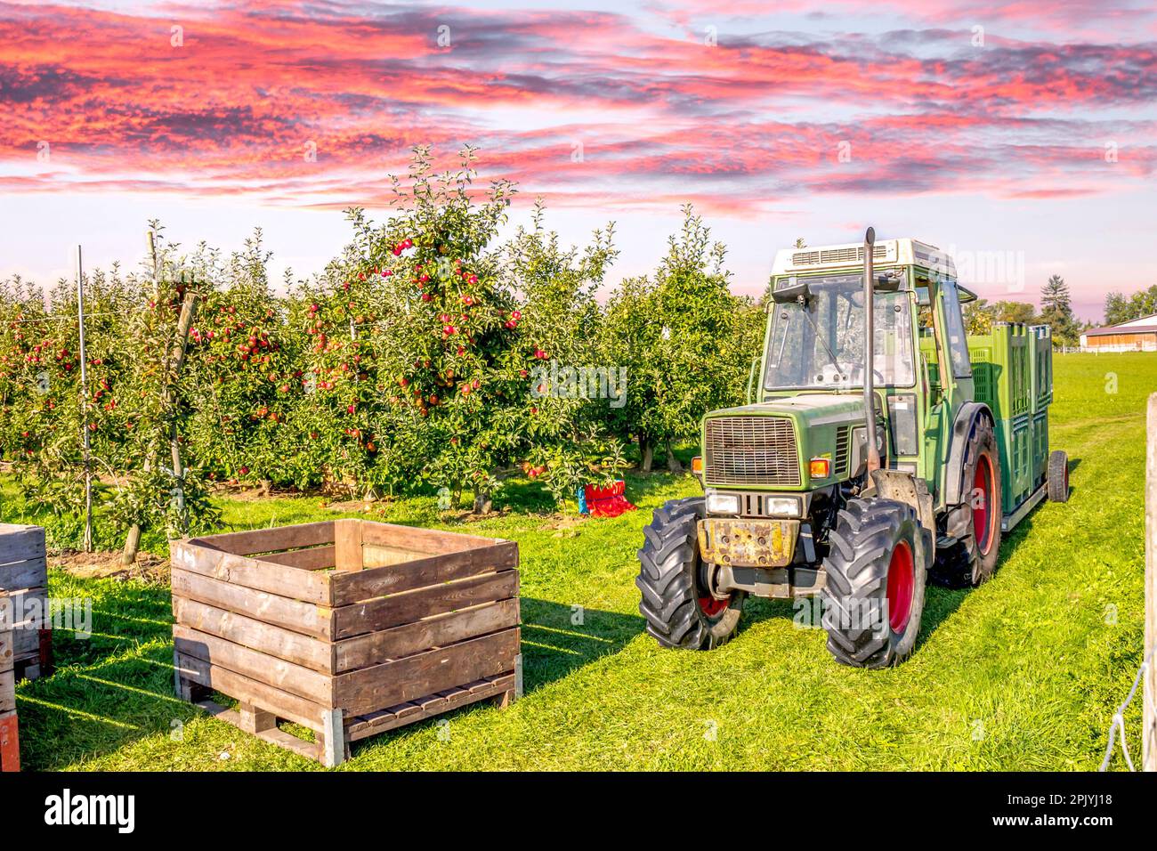 Apple Harvest, Thurgau, Switzerland Stock Photo - Alamy