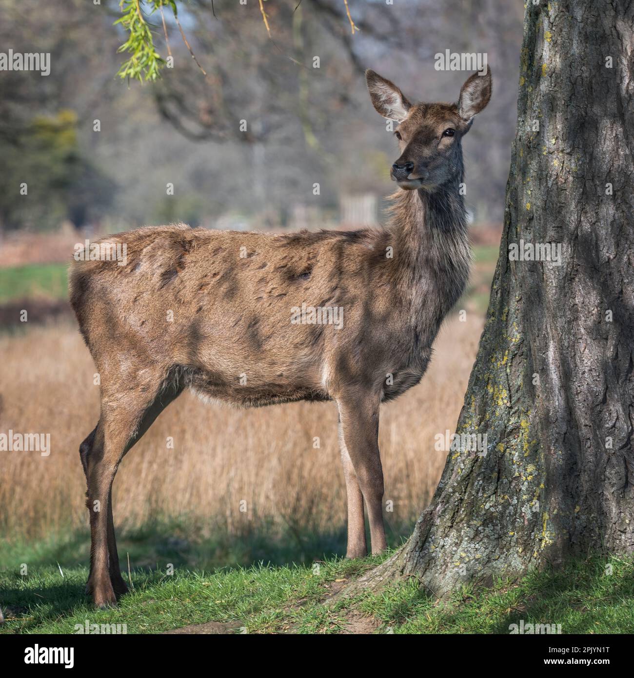 Springtime elk hi-res stock photography and images - Alamy