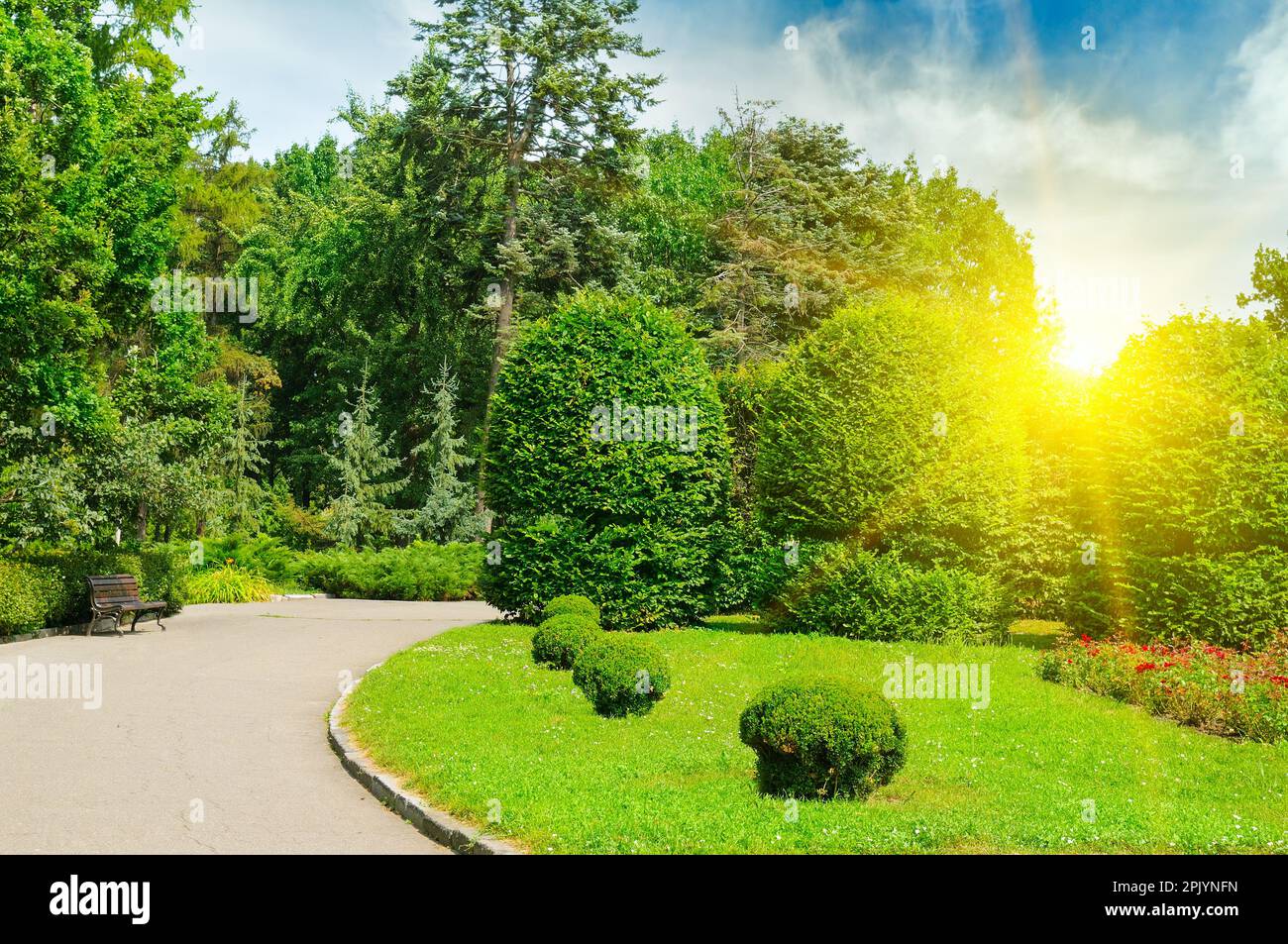 Hedges and ornamental shrub in a summer park. Bright Sunrise in the ...