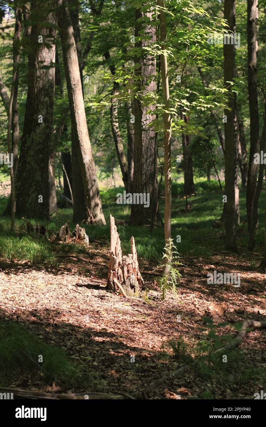 Old growth trees growing in the meadow and wilderness while reaching ...