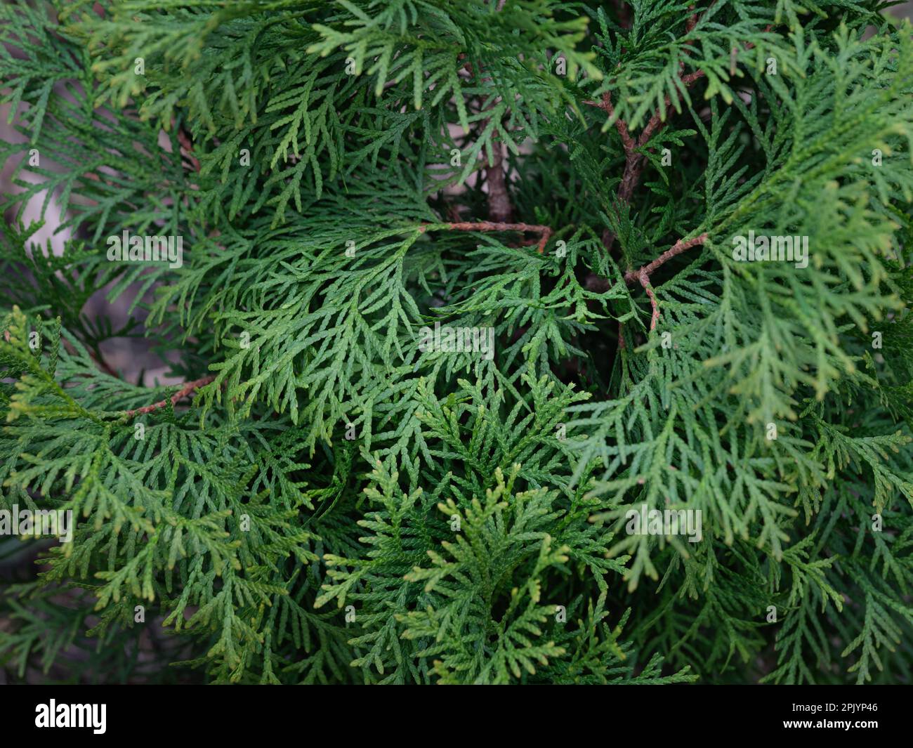 Thuja occidentalis tree hi-res stock photography and images - Alamy