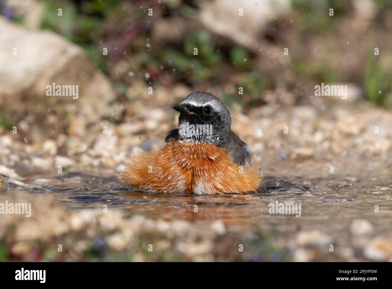 A nice warm bath with splashing water, Common Redstart (Phoenicurus ...