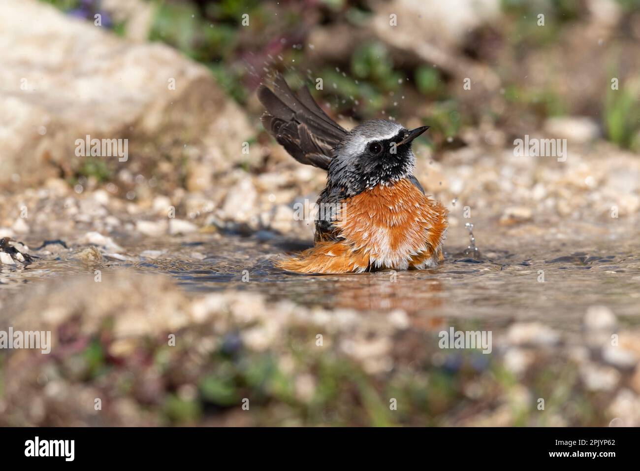 A nice warm bath with splashing water, Common Redstart (Phoenicurus ...