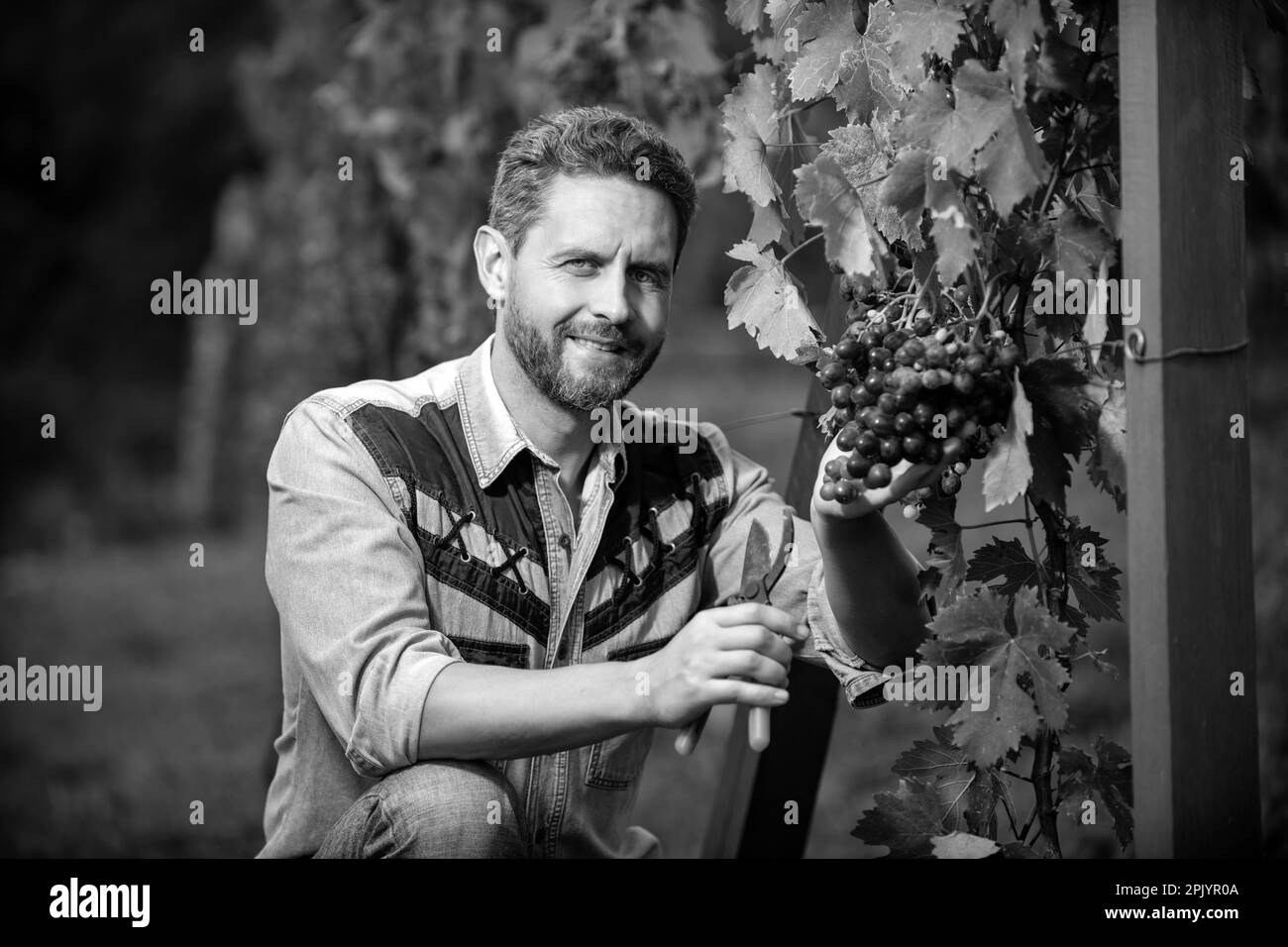 enologist with garden scissors. farmer cut grapevine. vinedresser ...