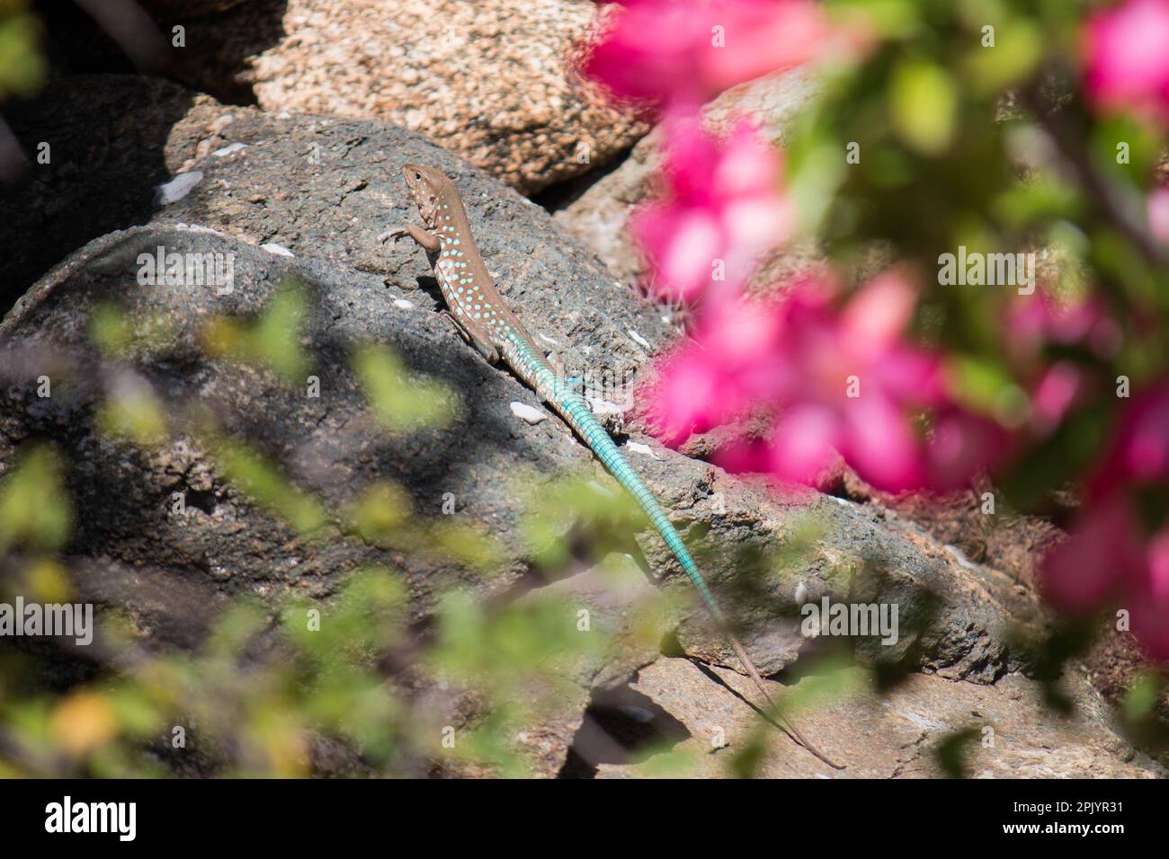 Blue whiptail lizard hi-res stock photography and images - Alamy