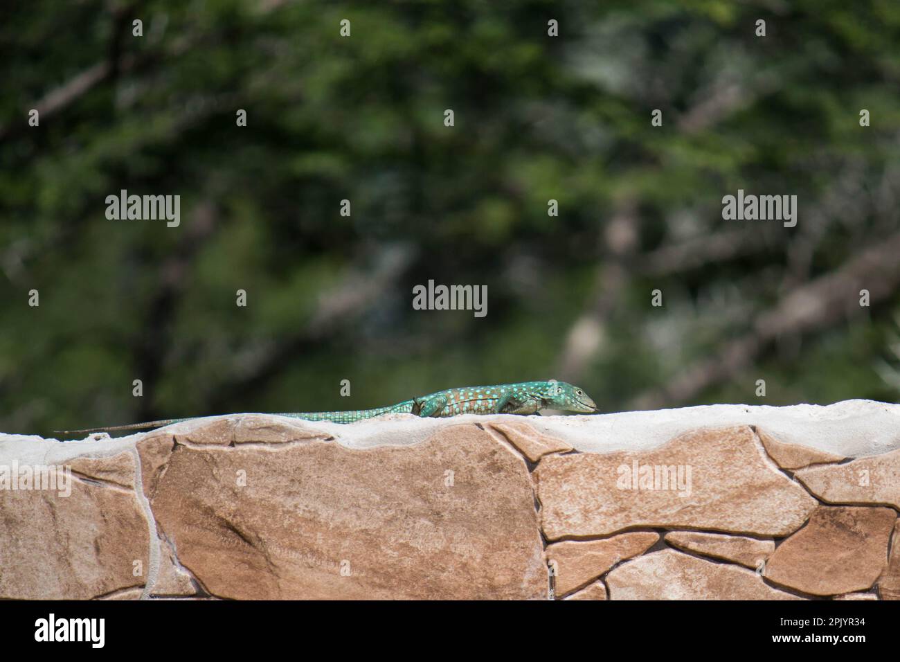 Aruban whiptail (Cnemidophorus arubensis) on a wall Stock Photo - Alamy