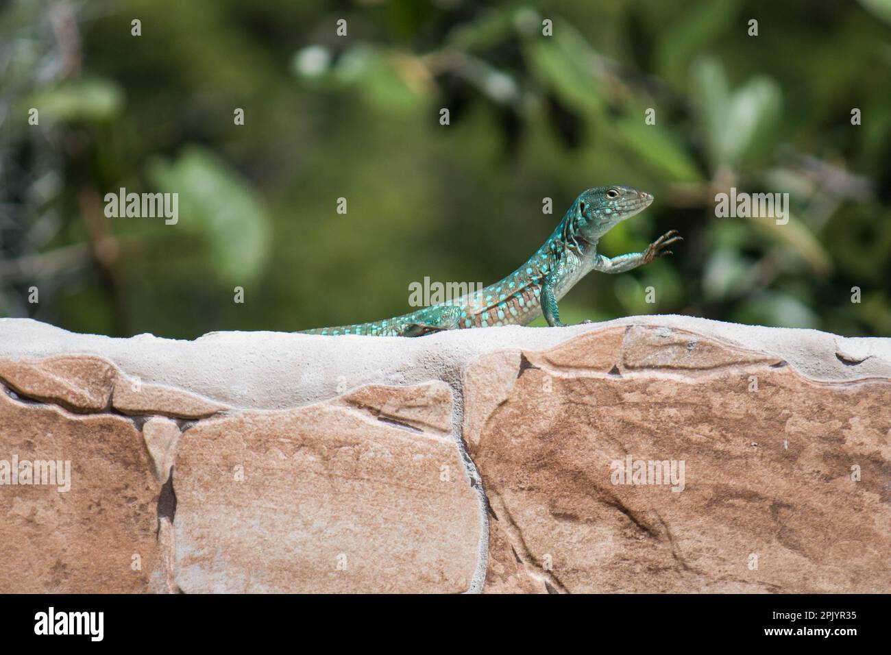 Aruban whiptail (Cnemidophorus arubensis) on a wall Stock Photo - Alamy