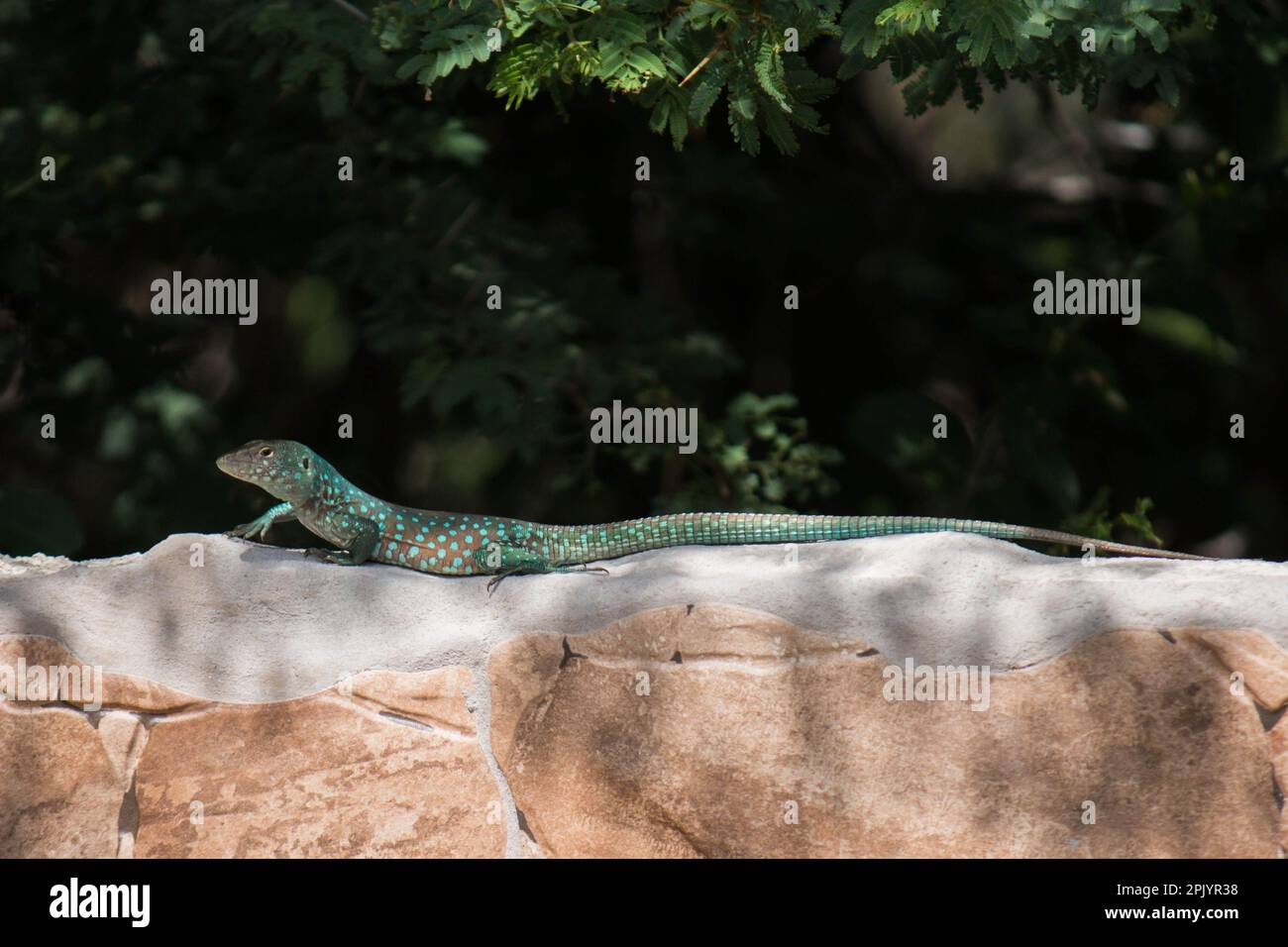 Aruban whiptail (Cnemidophorus arubensis) on a wall Stock Photo - Alamy